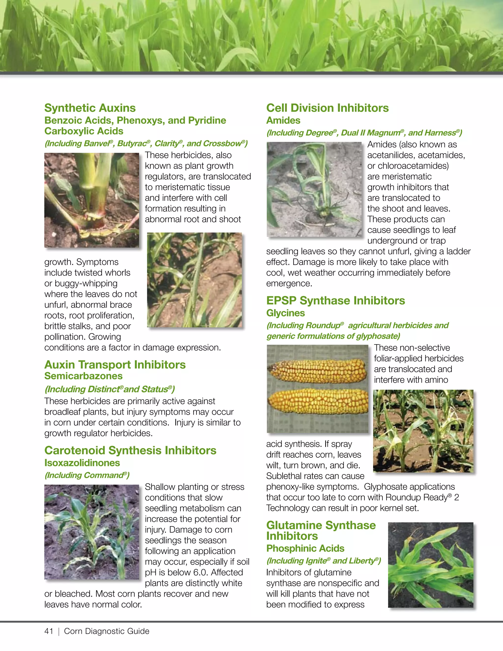 Cdg final t_dversion2 | PDF