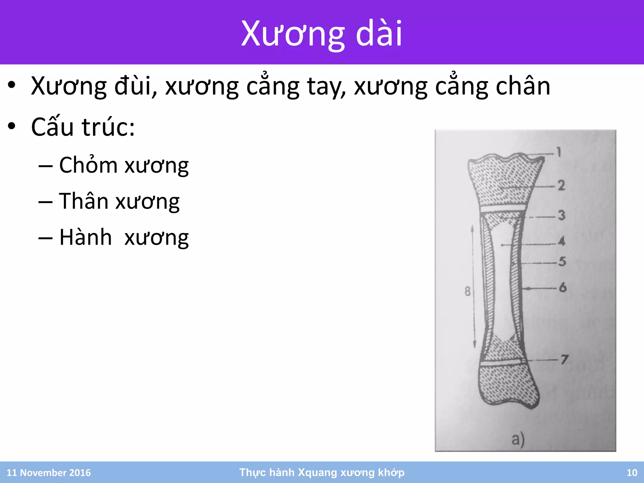 Thực hành X quang xương khớp | PDF