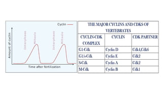 Cdk | PPTX | Endocrine and Metabolic Diseases | Diseases and Conditions