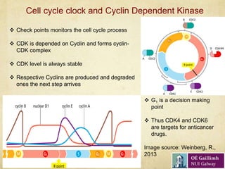 Cdk inhibitors as new target for cancer treatment. | PPTX