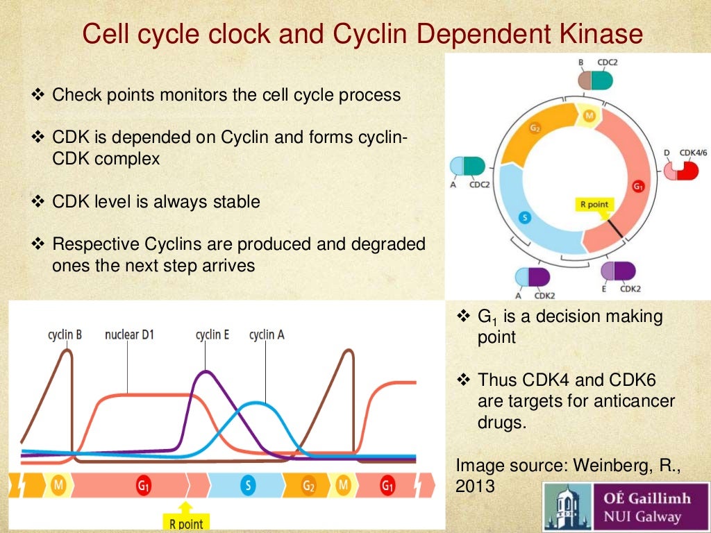 Cdk inhibitors as new target for cancer treatment.