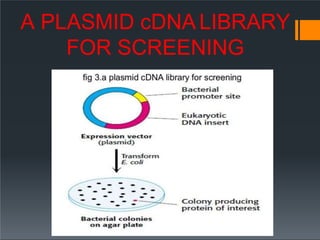 C dna and genomic libraries amirtham | PPTX