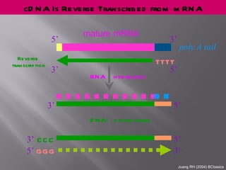 C dna by muhammad asif | PPT
