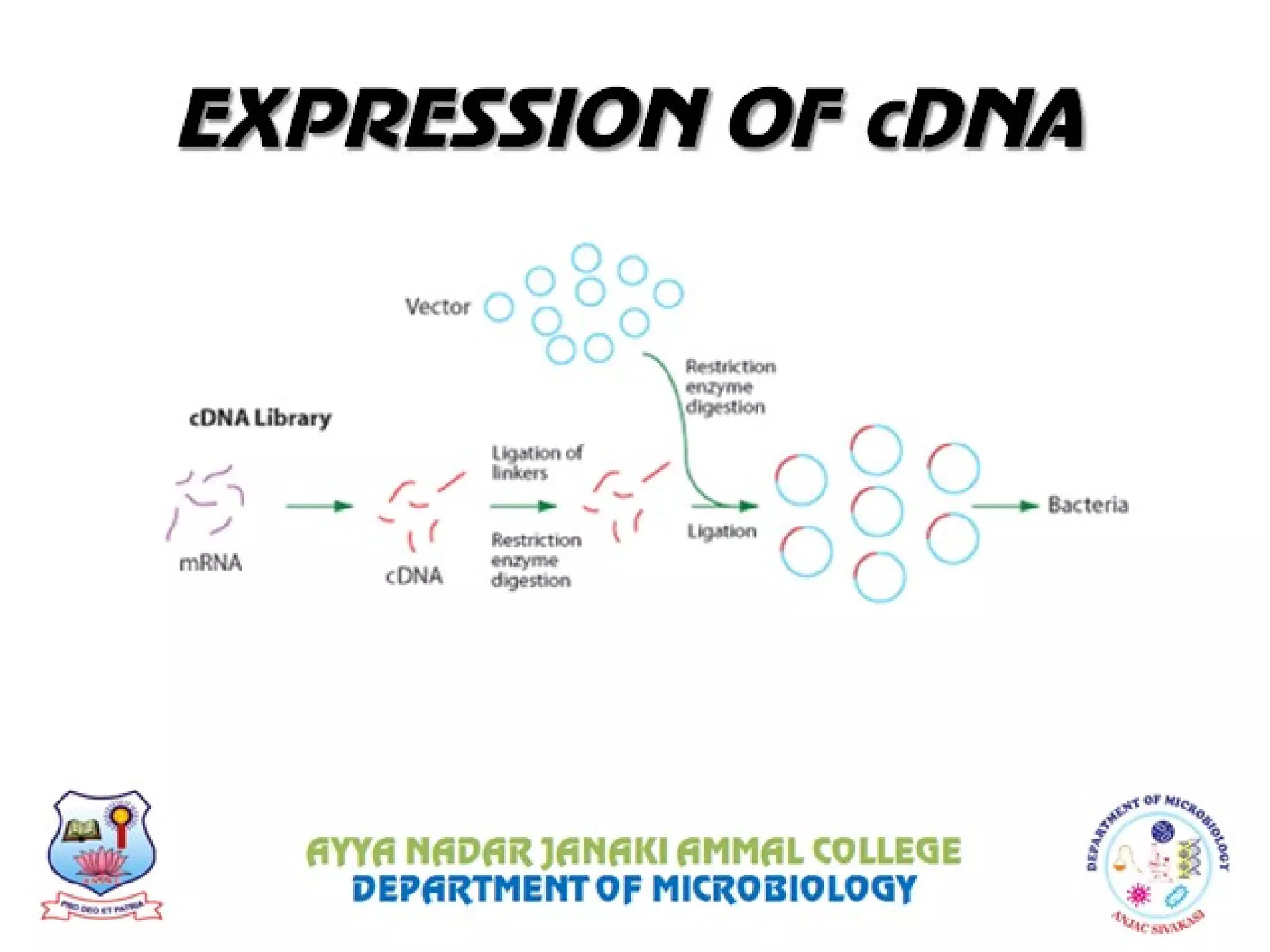 cDNA Library | PPT | Genetics | Science
