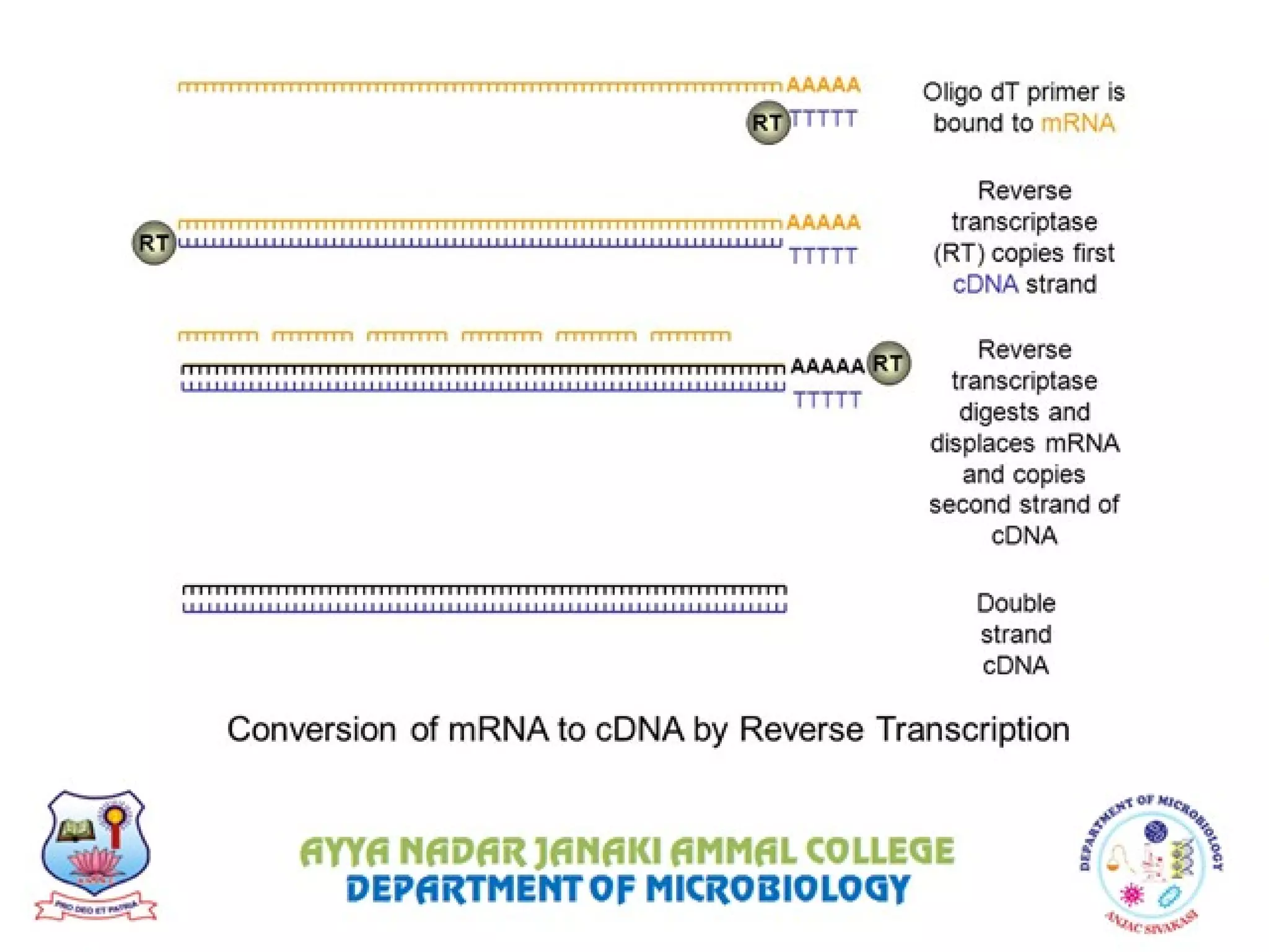 cDNA Library | PPT | Genetics | Science