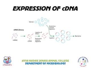 cDNA Library | PPT