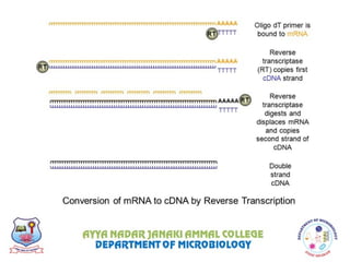 cDNA Library | PPT