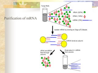 cDNA Library.....1 | PPT