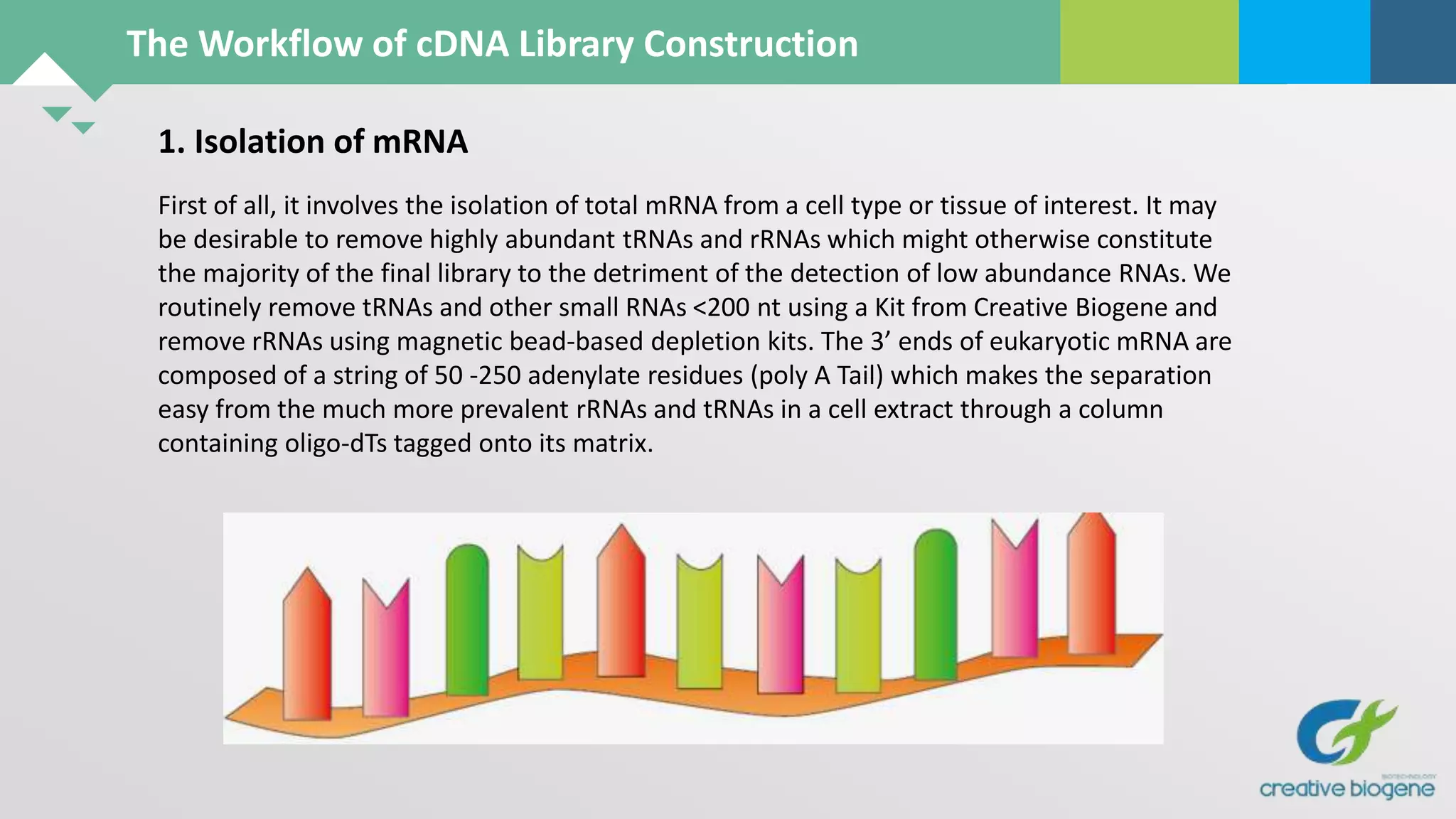 cDNA Library Construction | PPTX