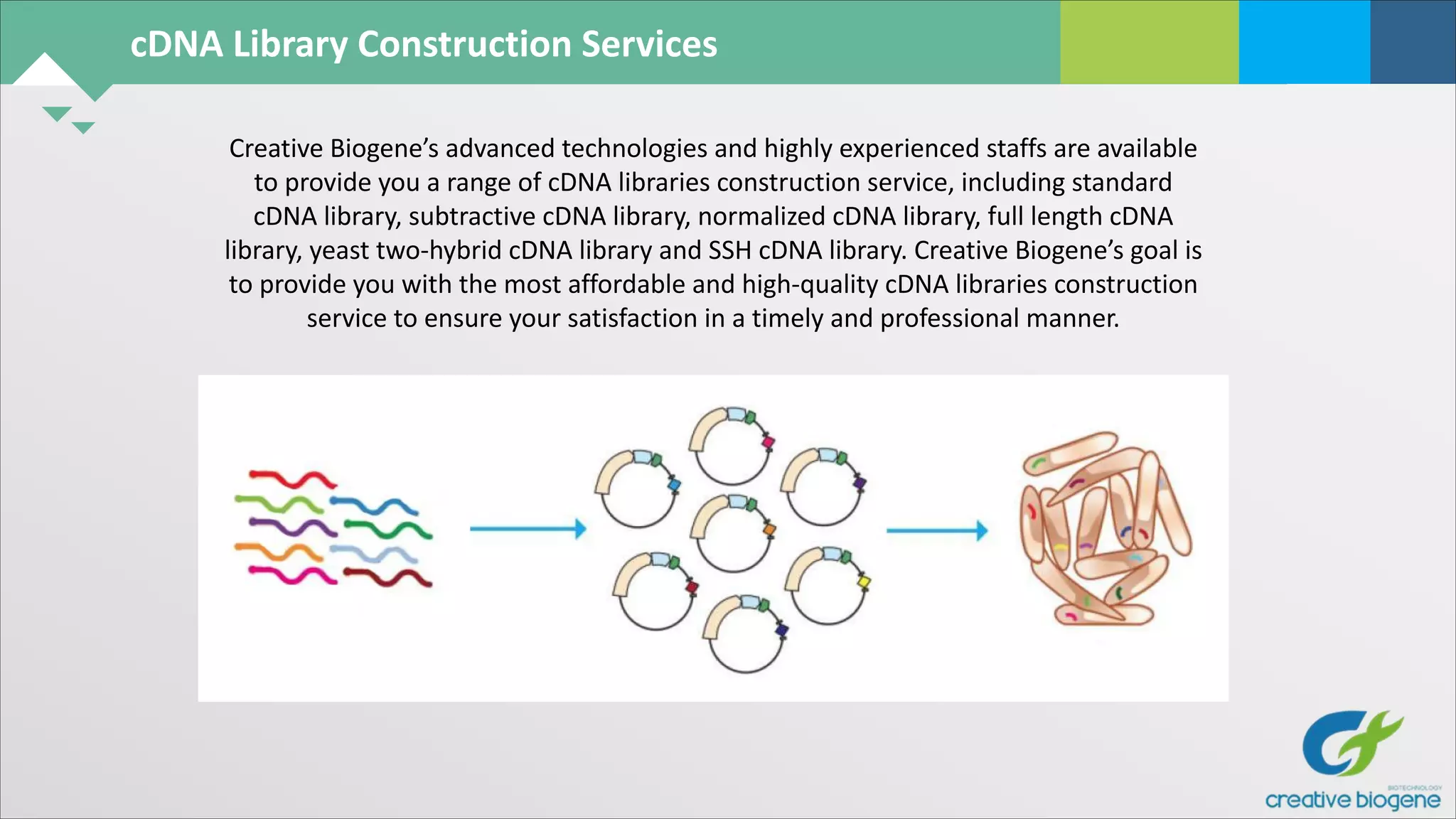 cDNA Library Construction | PDF