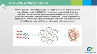 cDNA Library Construction | PDF