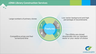 cDNA Library Construction | PDF