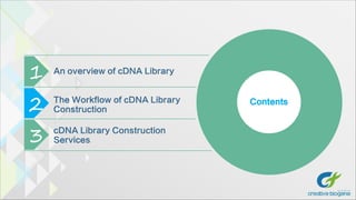 cDNA Library Construction | PDF