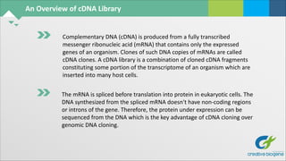 cDNA Library Construction | PDF