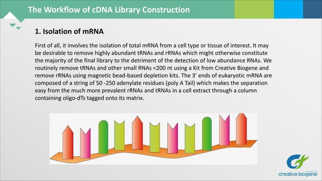 cDNA Library Construction | PPT