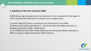 cDNA Library Construction | PDF