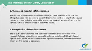 cDNA Library Construction | PDF
