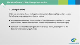 cDNA Library Construction | PDF