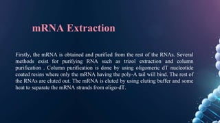 cDNA library .pptx