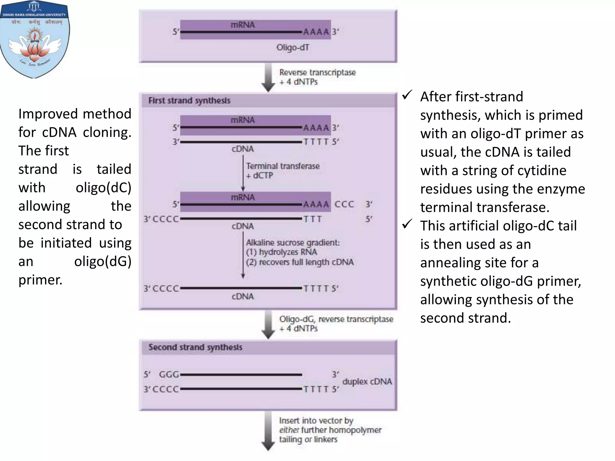 cDNA synthesis | PPTX