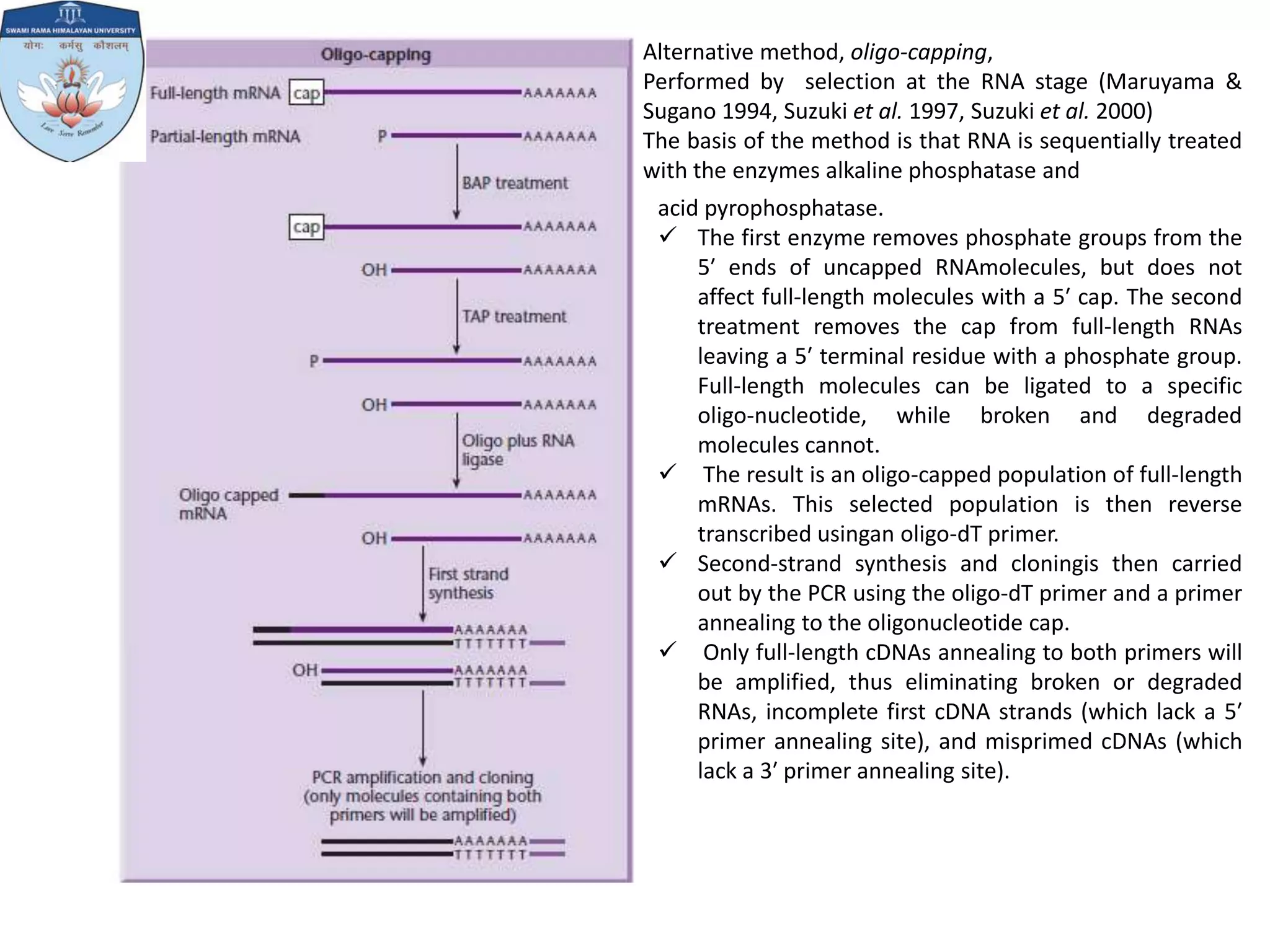 cDNA synthesis | PPTX