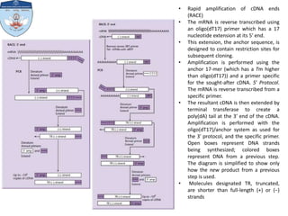 cDNA synthesis | PPTX