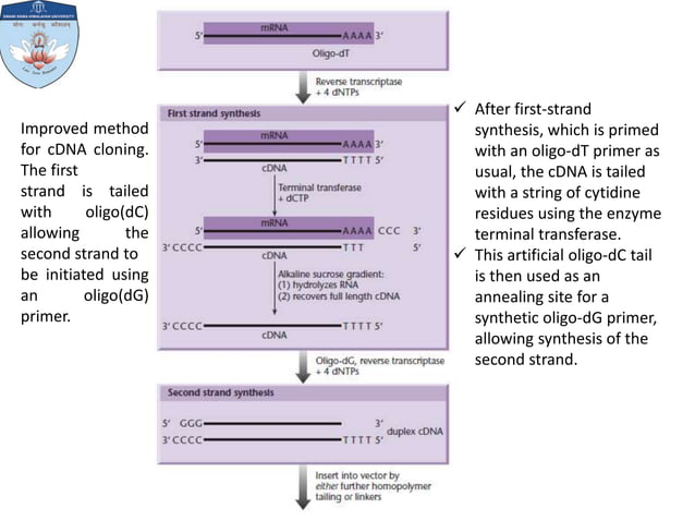 cDNA synthesis | PPTX