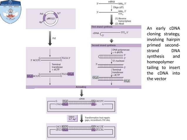 cDNA synthesis | PPTX