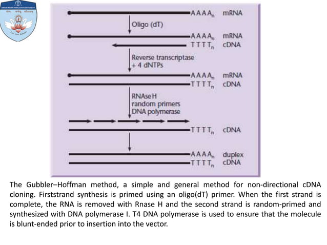 cDNA synthesis | PPTX