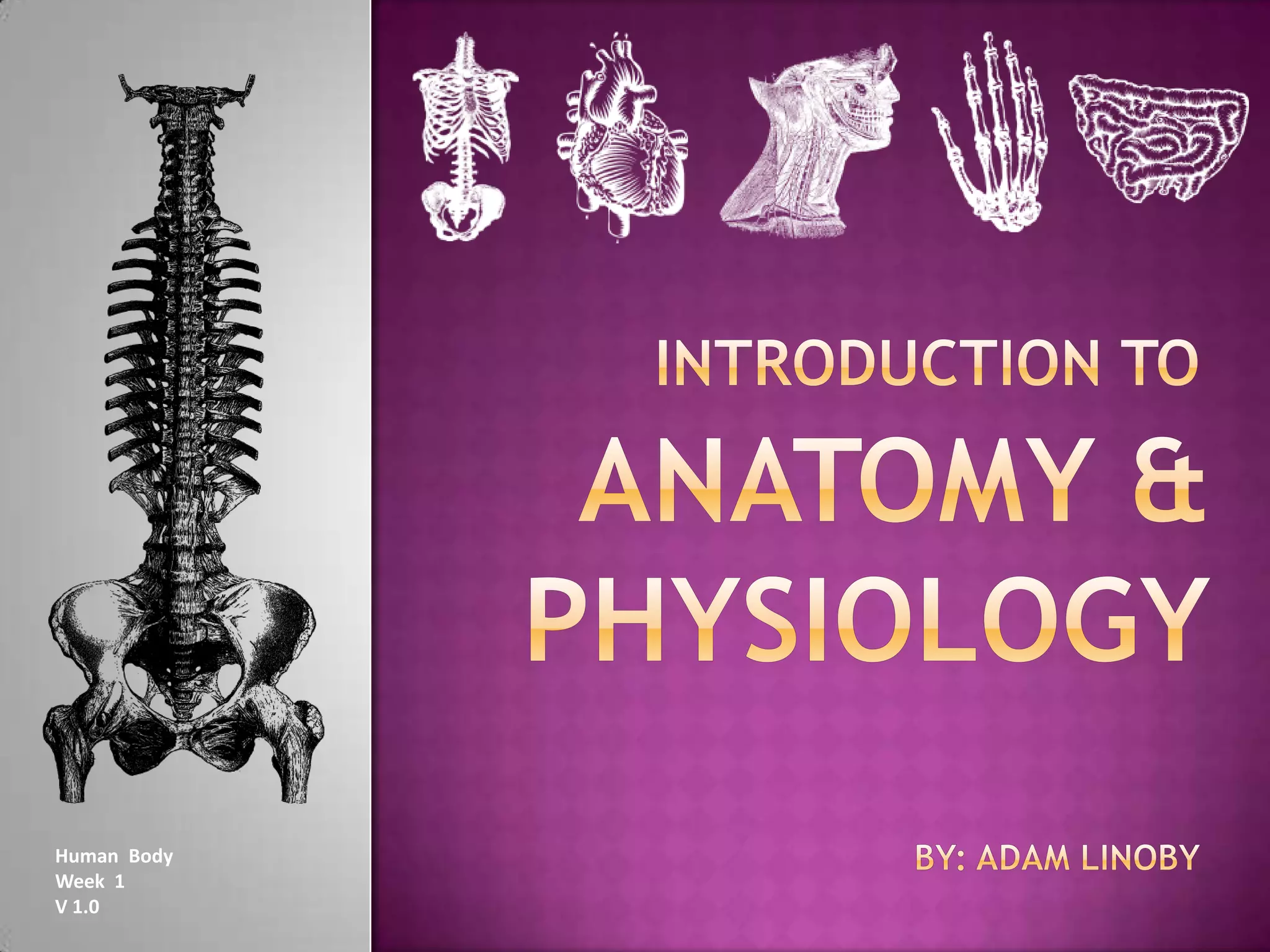 Introduction to Human Anatomy | PPTX