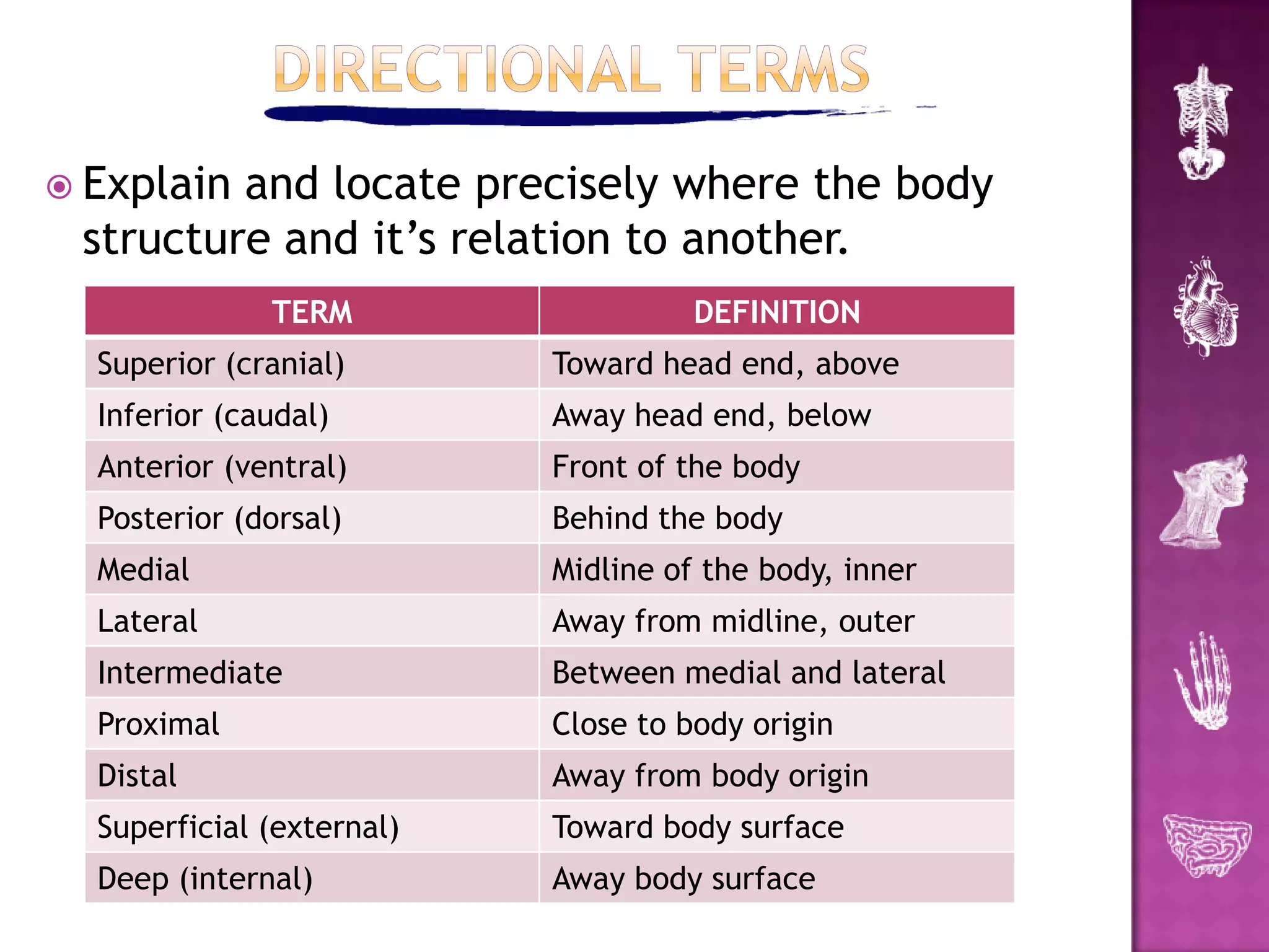 Introduction to Human Anatomy | PPTX