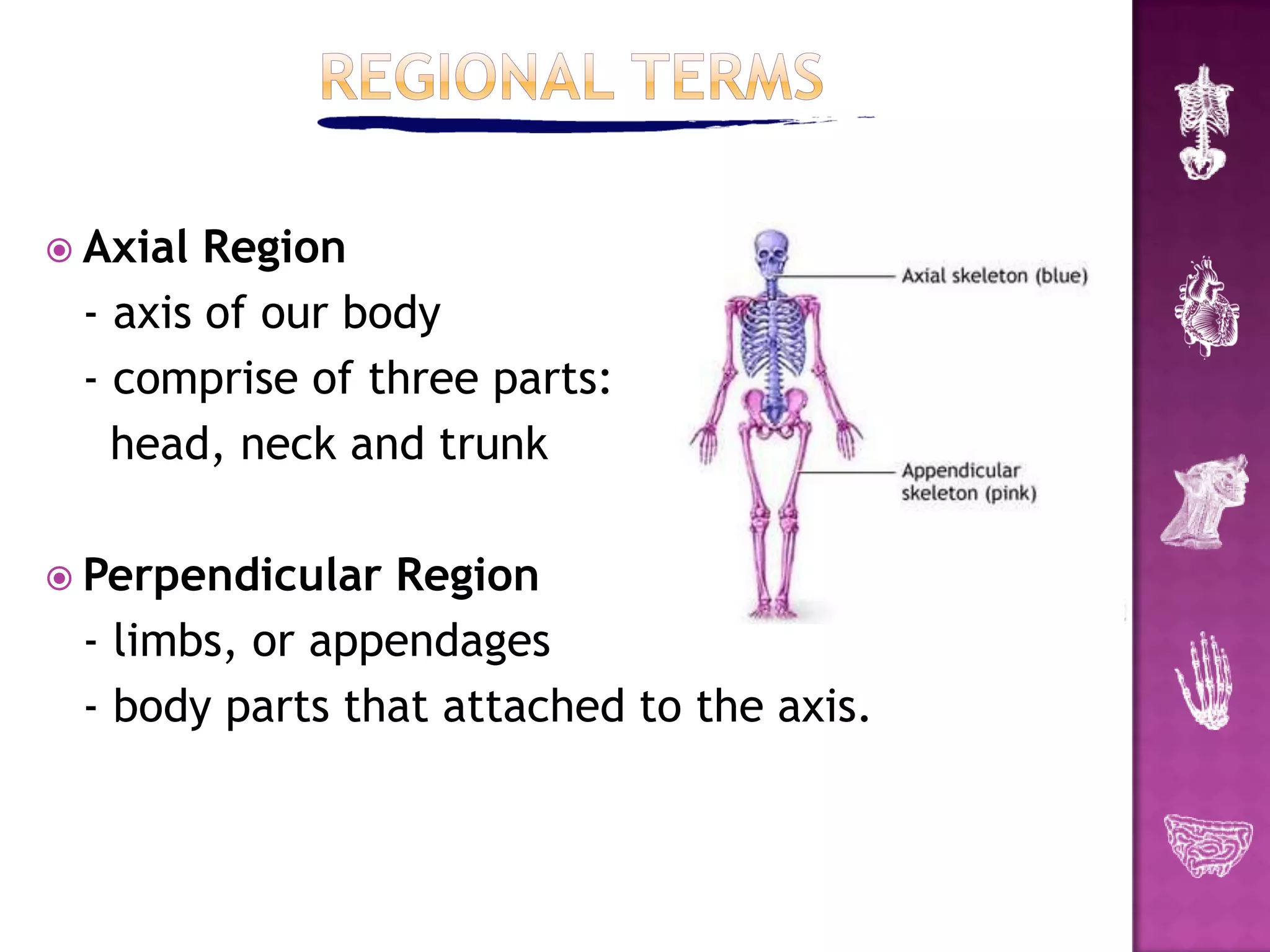 Introduction to Human Anatomy | PPTX