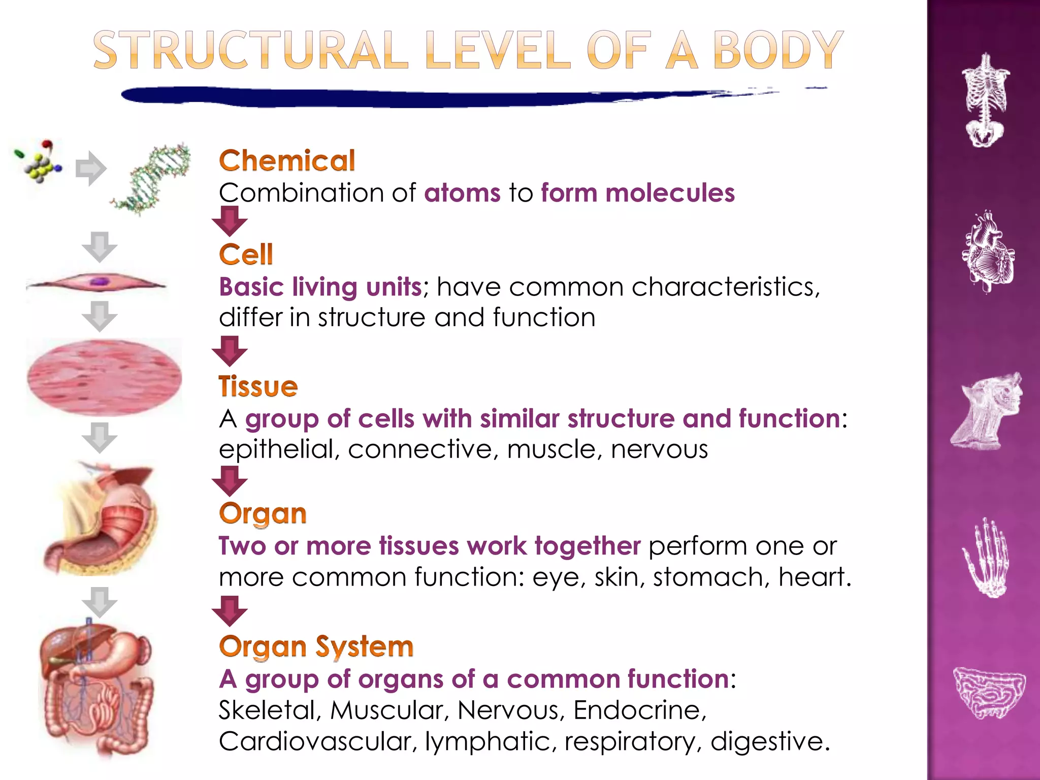 Introduction to Human Anatomy | PPTX