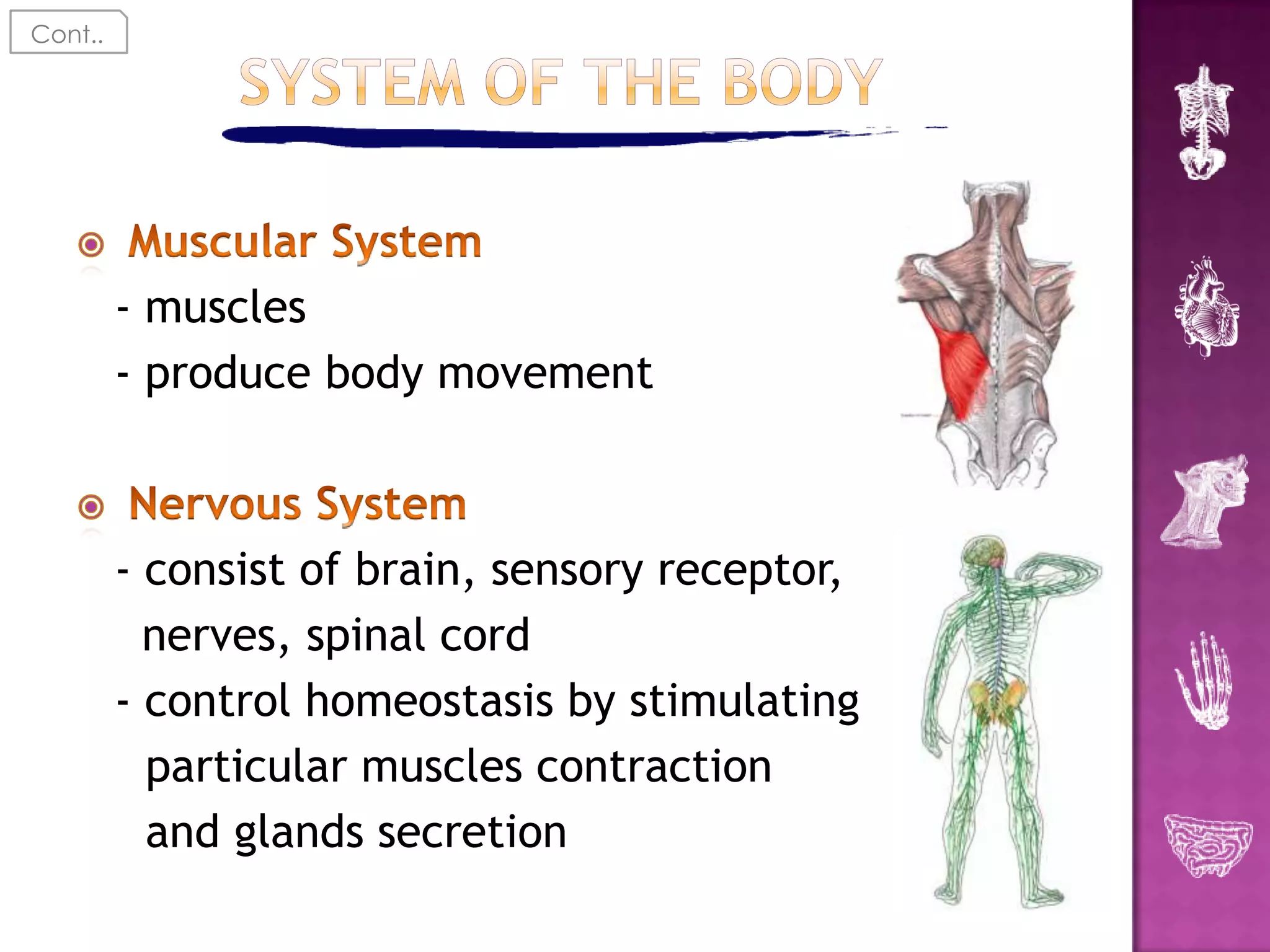 Introduction to Human Anatomy | PPTX