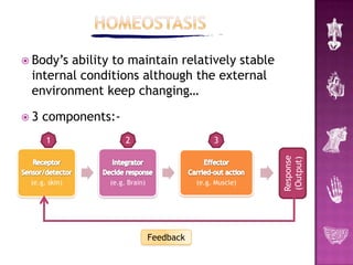 Introduction to Human Anatomy | PPTX