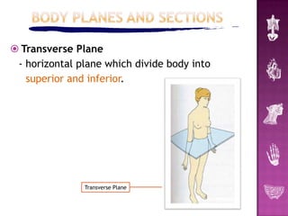 Introduction to Human Anatomy | PPTX