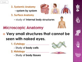 Introduction to Human Anatomy | PPTX