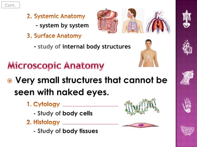 Introduction to Human Anatomy | PPTX | Lung and Respiratory Health ...