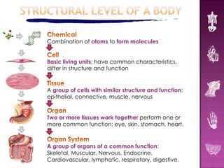 Introduction to Human Anatomy | PPTX