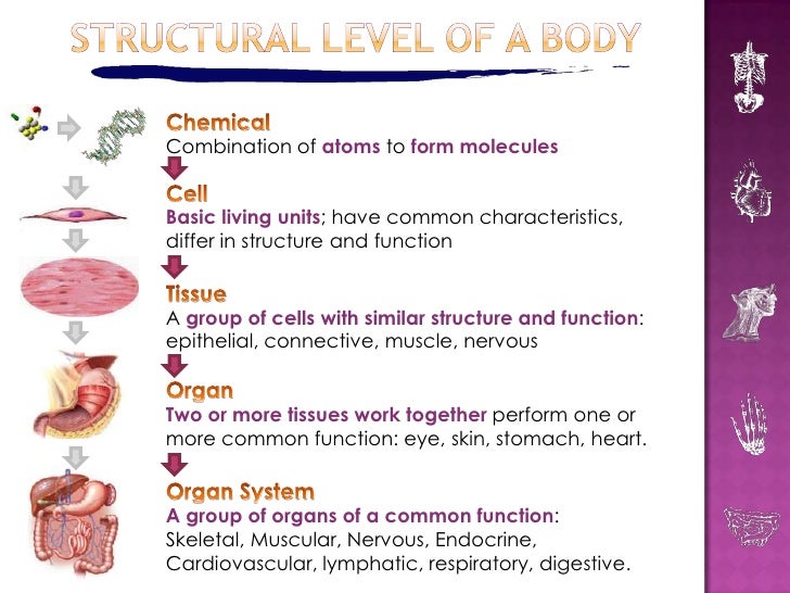 Introduction to Human Anatomy