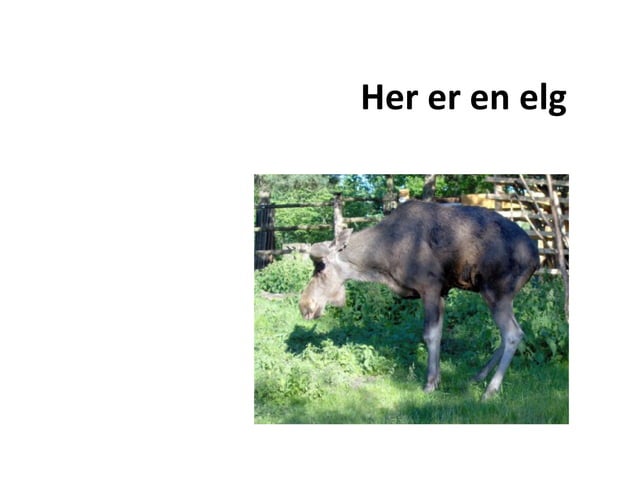 Elge i CHJs powerpoint | PPT
