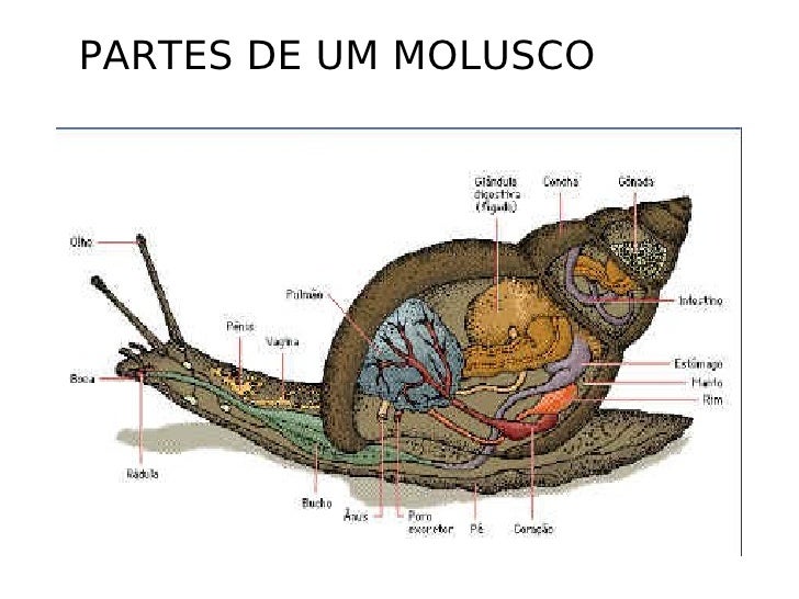 MOLUSCOS