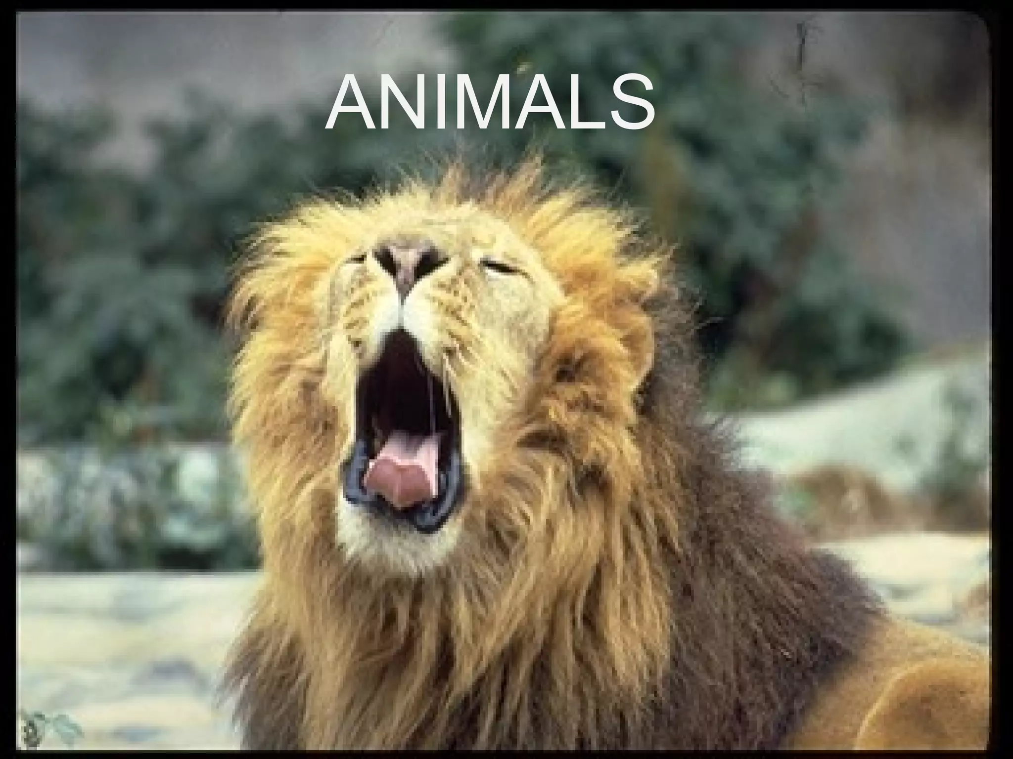 Le's talk about animals | PPT