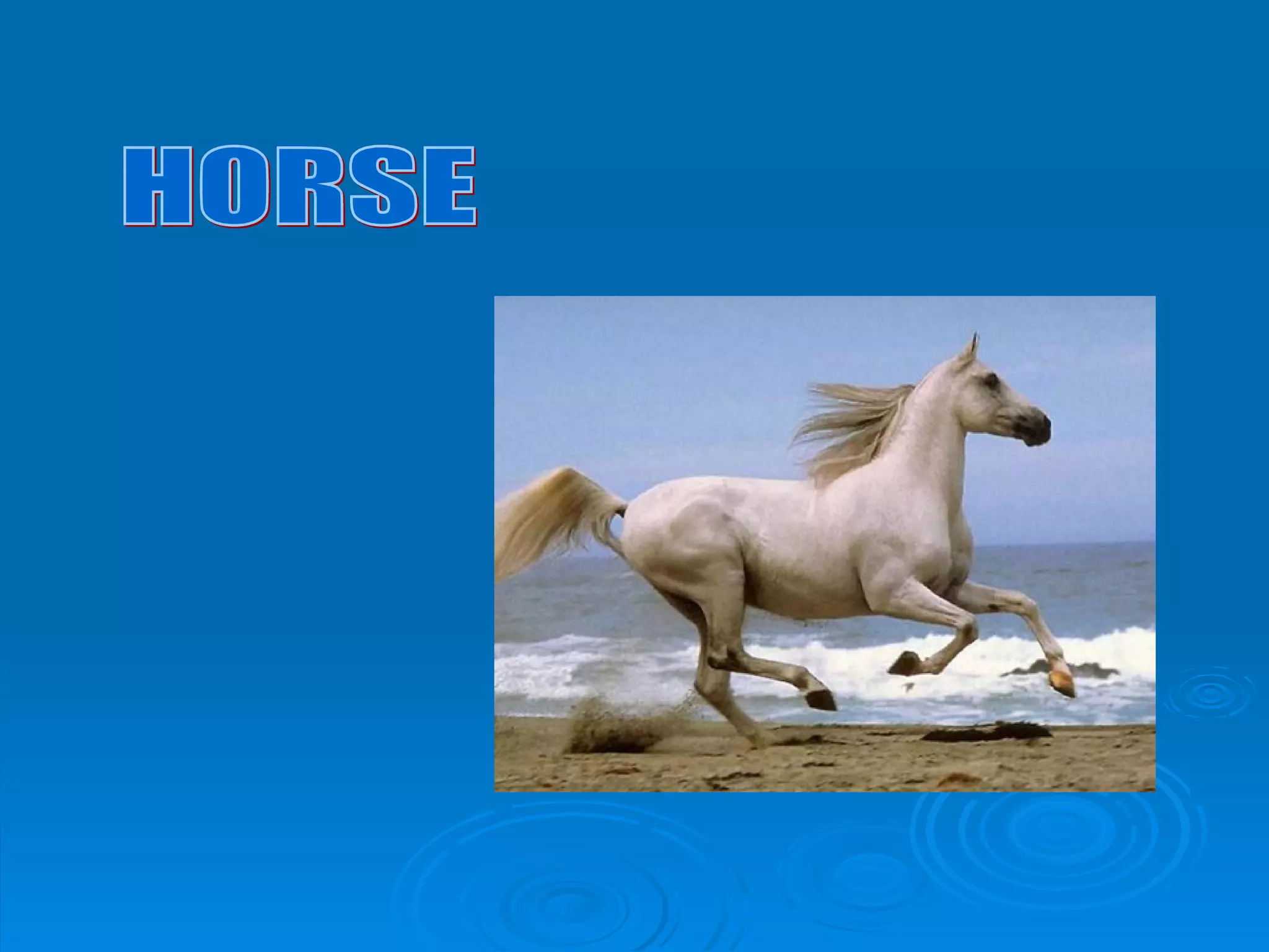 animals | PPT