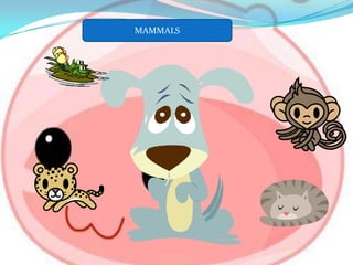 Mammals | PPTX | Zoos & Aquariums | Attractions