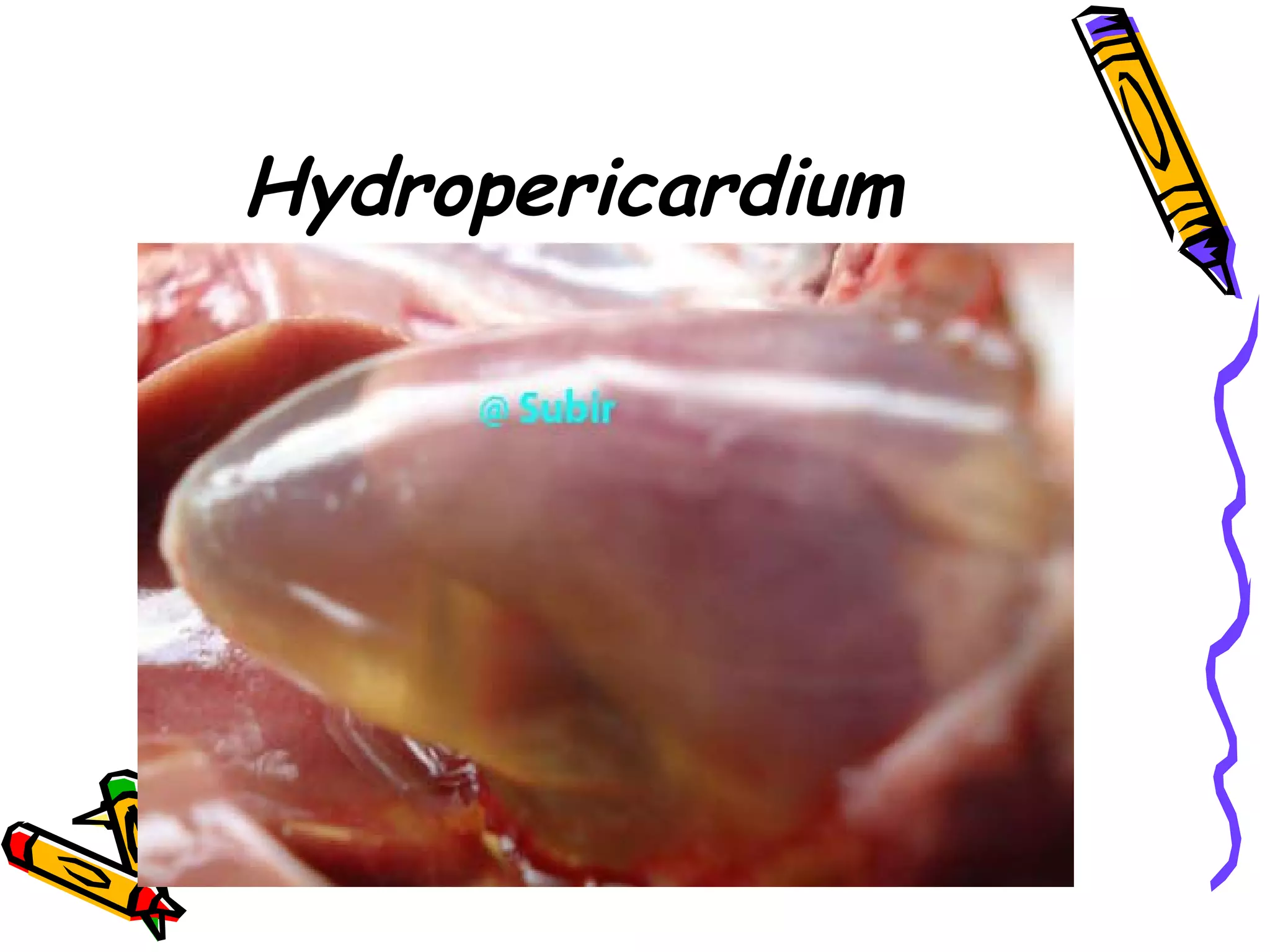 An overview of Inclusion body hepatitis-hydropericardium syndrome (IBH ...