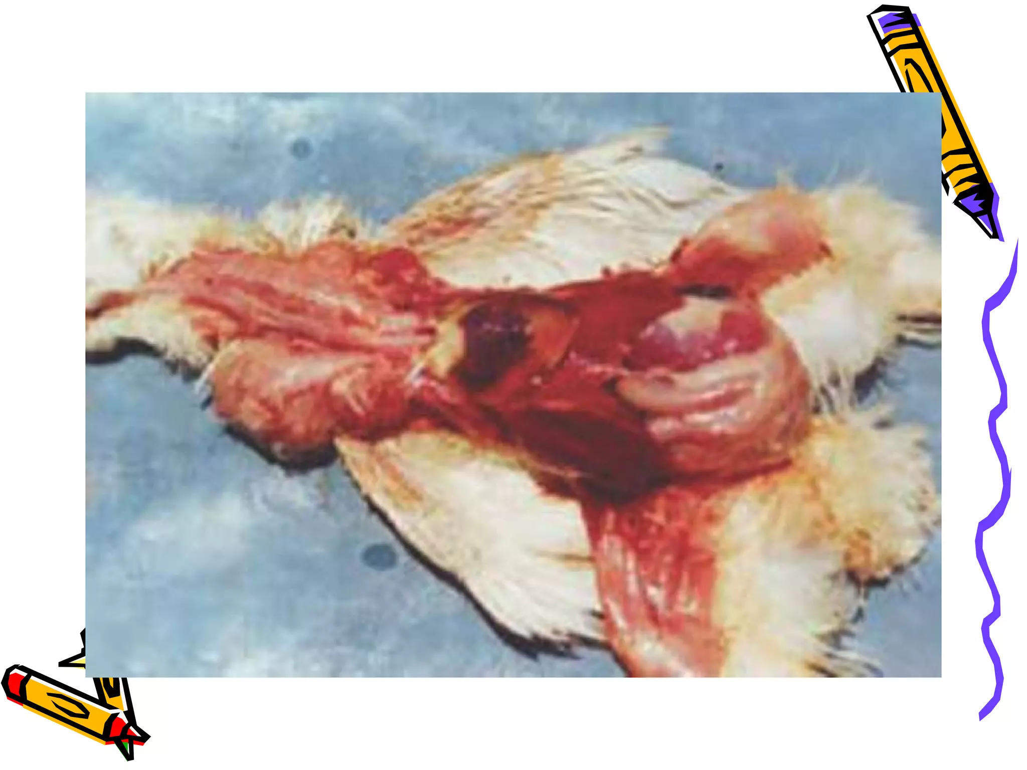 Hydropericardium-Hepatitis Syndrome, Angara Disease in broiler chicken ...