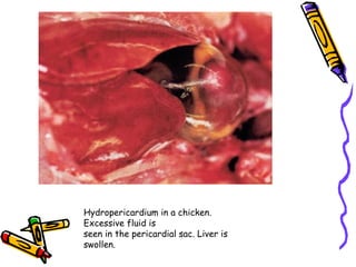 Hydropericardium-Hepatitis Syndrome, Angara Disease in broiler chicken ...