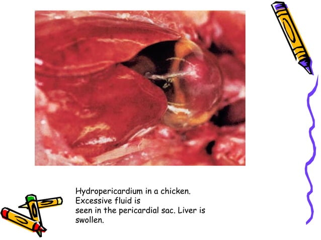 Hydropericardium-Hepatitis Syndrome, Angara Disease in broiler chicken ...