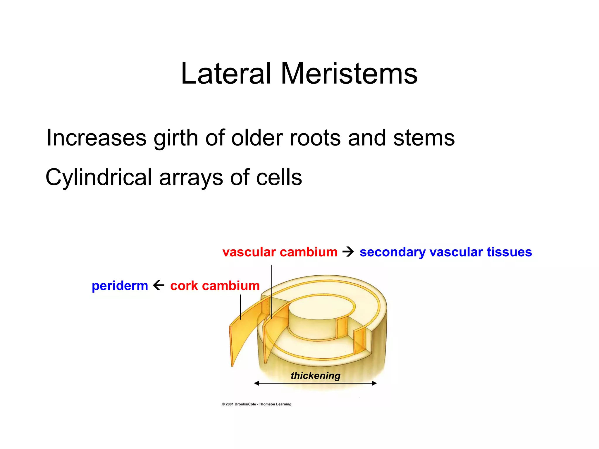 plant morphological lab activities ch 091129203156-phpapp01 | PPT